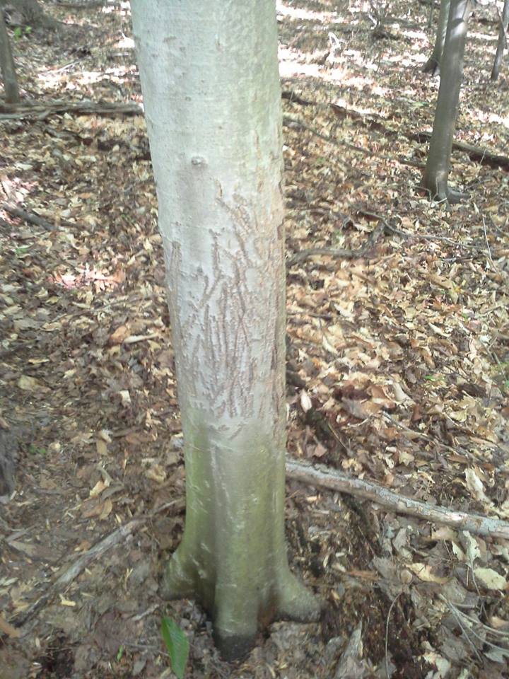 A Case Of Wildlife Fever: Bear Claw Markings