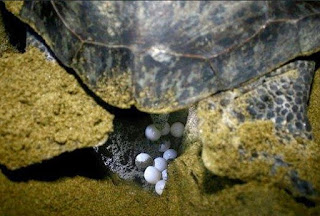 Learn about indonesia tourism and travel for your holiday: The Tiny ...