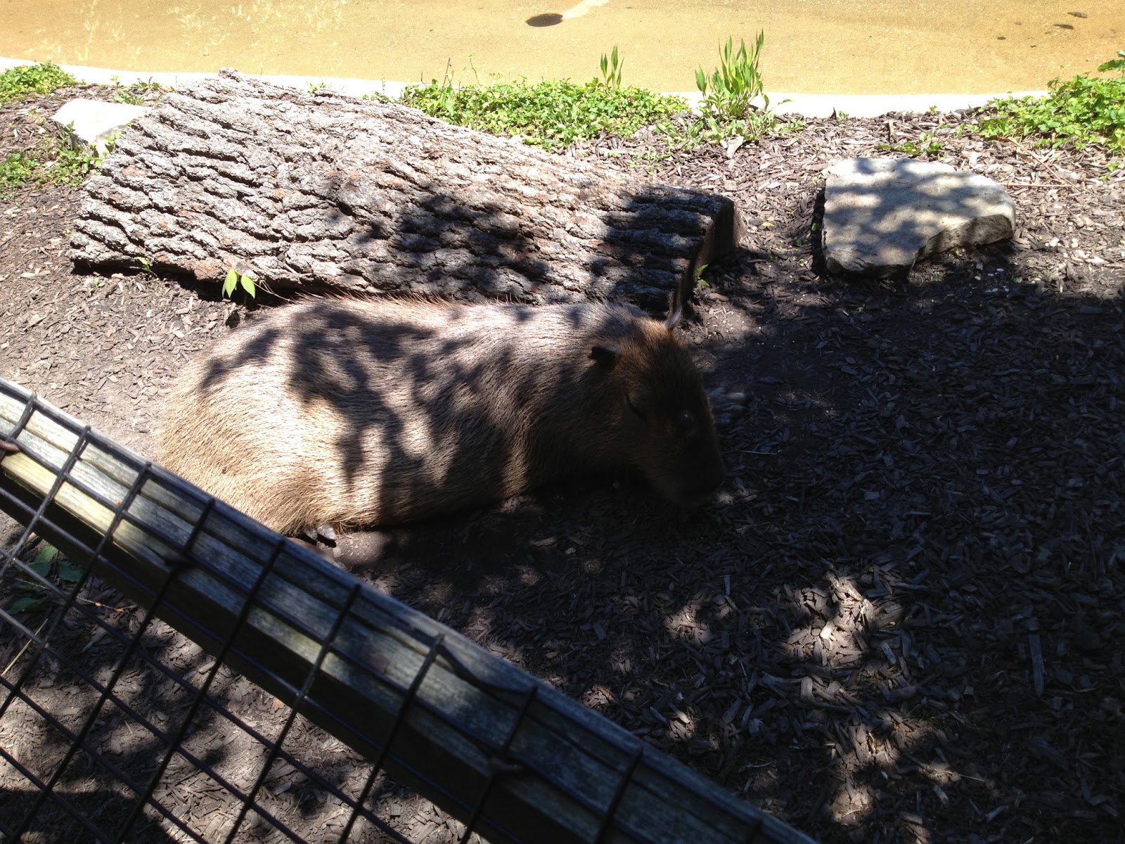 "Picture Decatur" (Decatur IL): Afternoon at Scovill Zoo