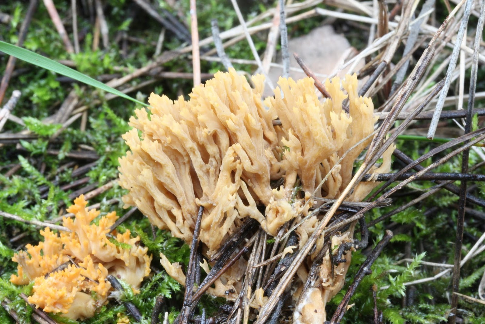 Guía de Setas y Hongos de Navarra.: Phaeoclavulina curta (Fr.) Giachini