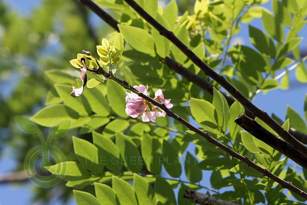 The Green Plant: Gliricidia sepium - Pokok Baja