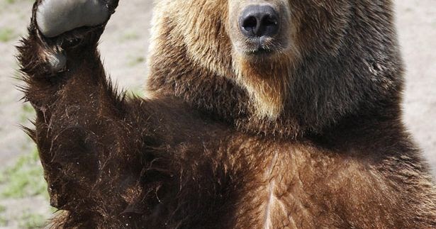 Slap The Penguin: Gun Control - Does it go far enough?