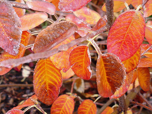 5 Shrubs for Fabulous Fall Color | Garden Share Bristol
