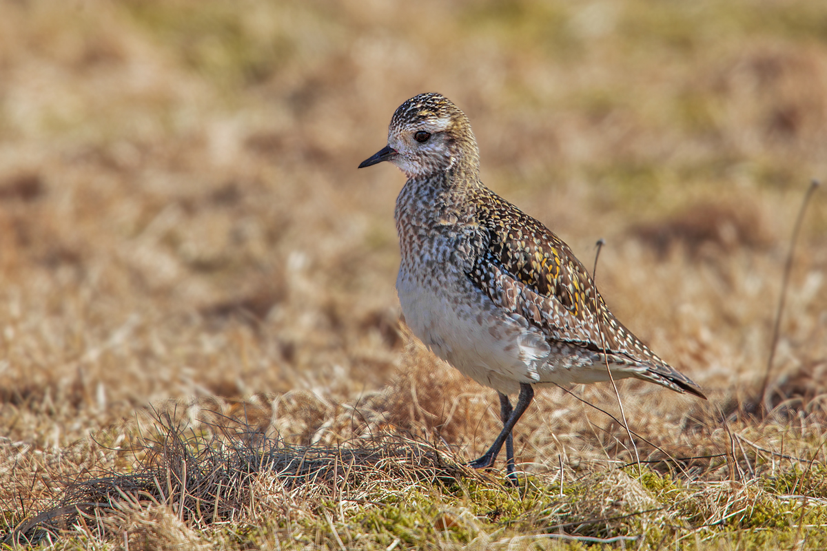 Ottar`s fotoblogg, fugler dyr og natur: Heilo (Pluvialis apricaria ...