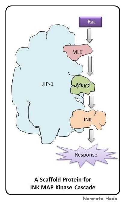 B for Biology: Signal Transduction Pathway - MAP Kinase Pathways (Part 2)