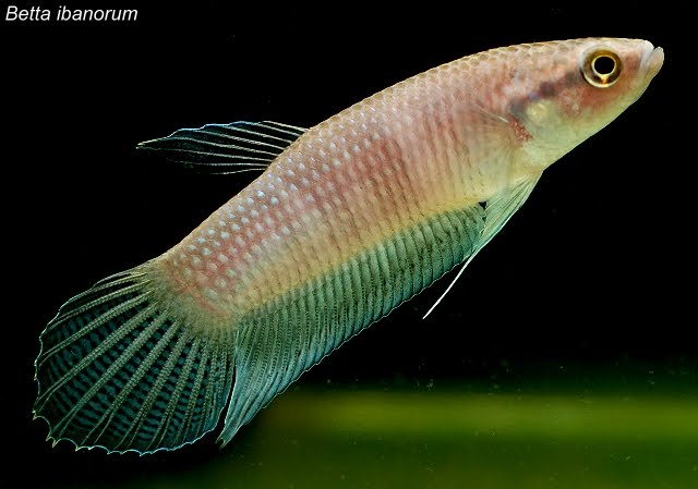 Betta Ibanorum: Complete Keeping Guide 2023 | Wild Aquarist