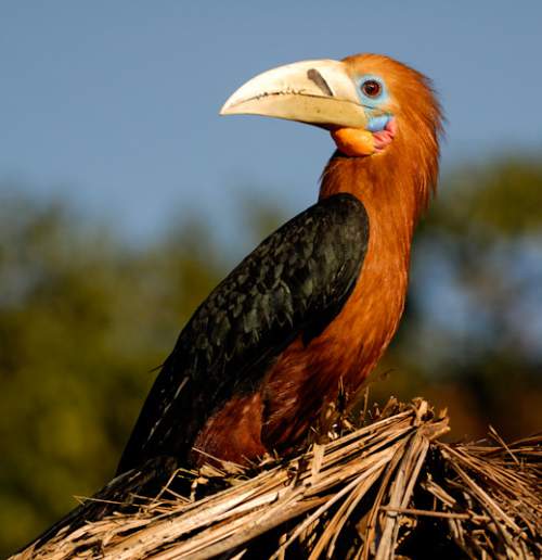 Birds of India | Bird World: April 2017