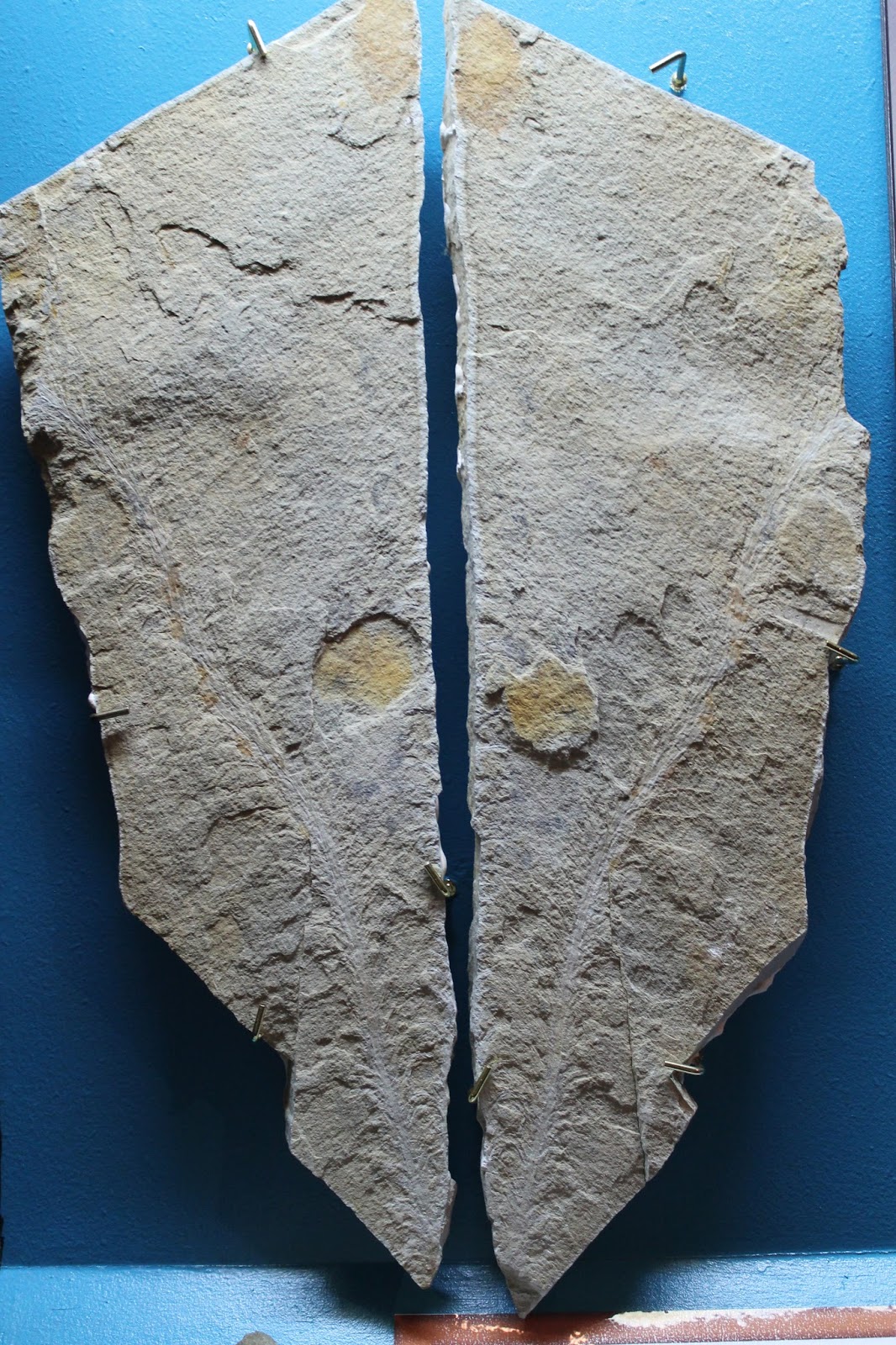 BONE ROOMS: Yea, Victoria