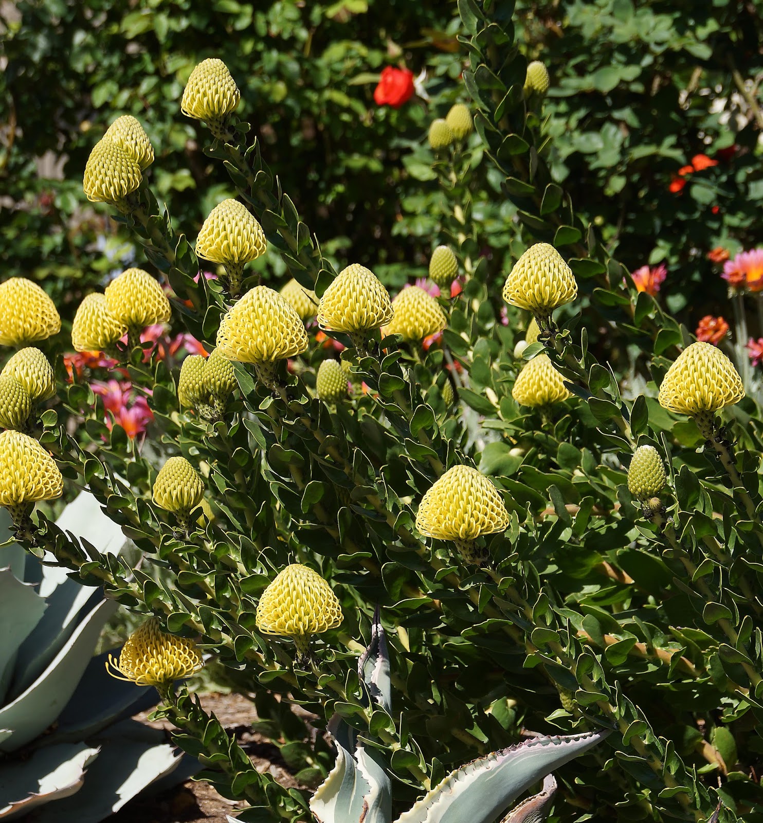Leucospermum Bloom Day March 2016