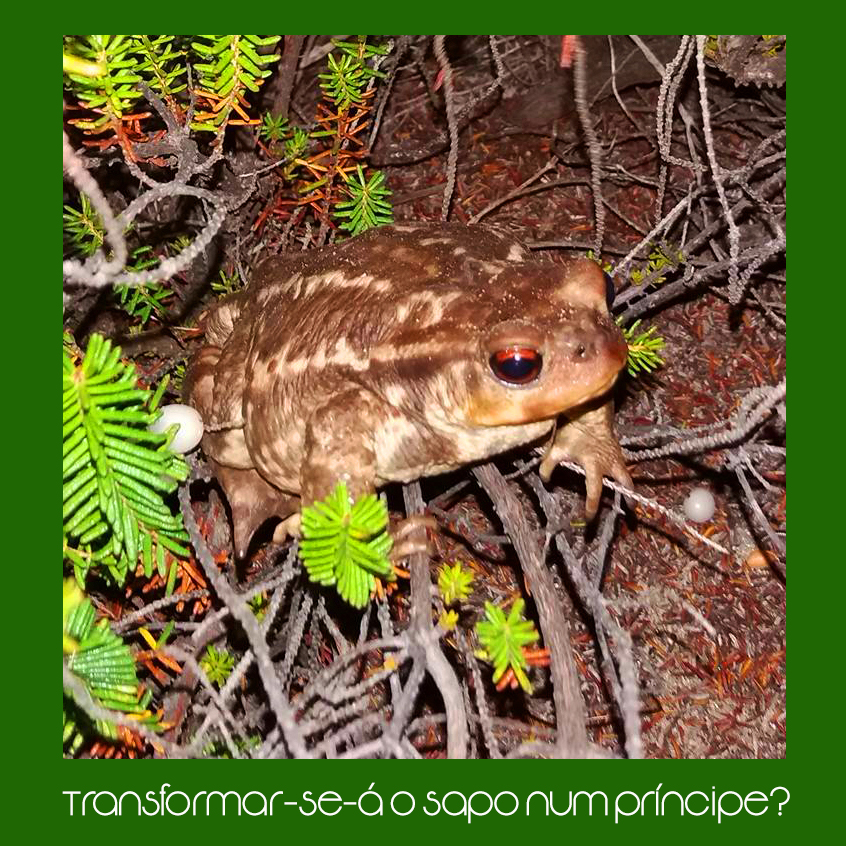 LoveTrees Project: Transformar-se-á o sapo num príncipe?