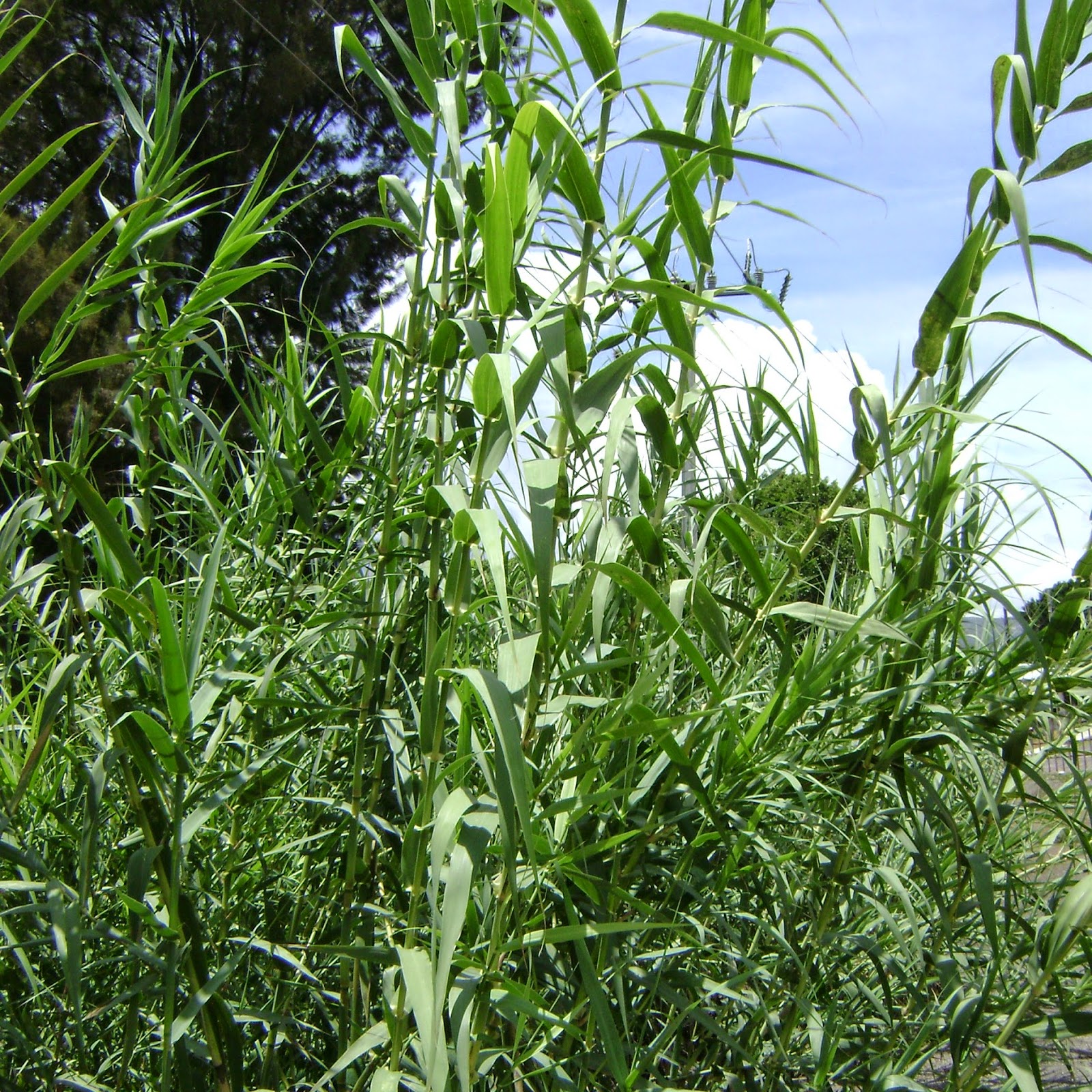 Artesanías del Estado de Oaxaca: San Juan Guelavía: Artesanias de San ...
