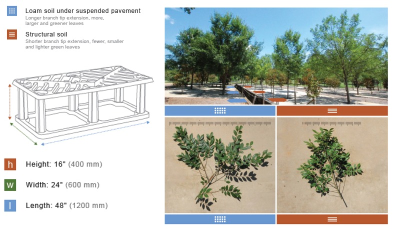 the art of construction: Silva Cells & Infrastructure Concerns