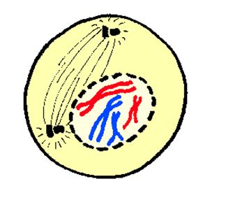 BIOLOGI :): PEMBELAHAN SEL