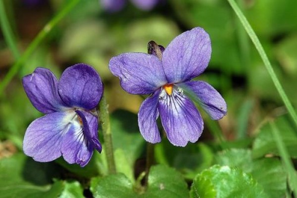 बनफशा के लाभ Banafsha (VIOLA ODORATA BENEFITS) - healthtips