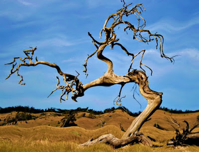 Welsh Tract Publications: PARABLE OF THE BARREN FIG TREE...