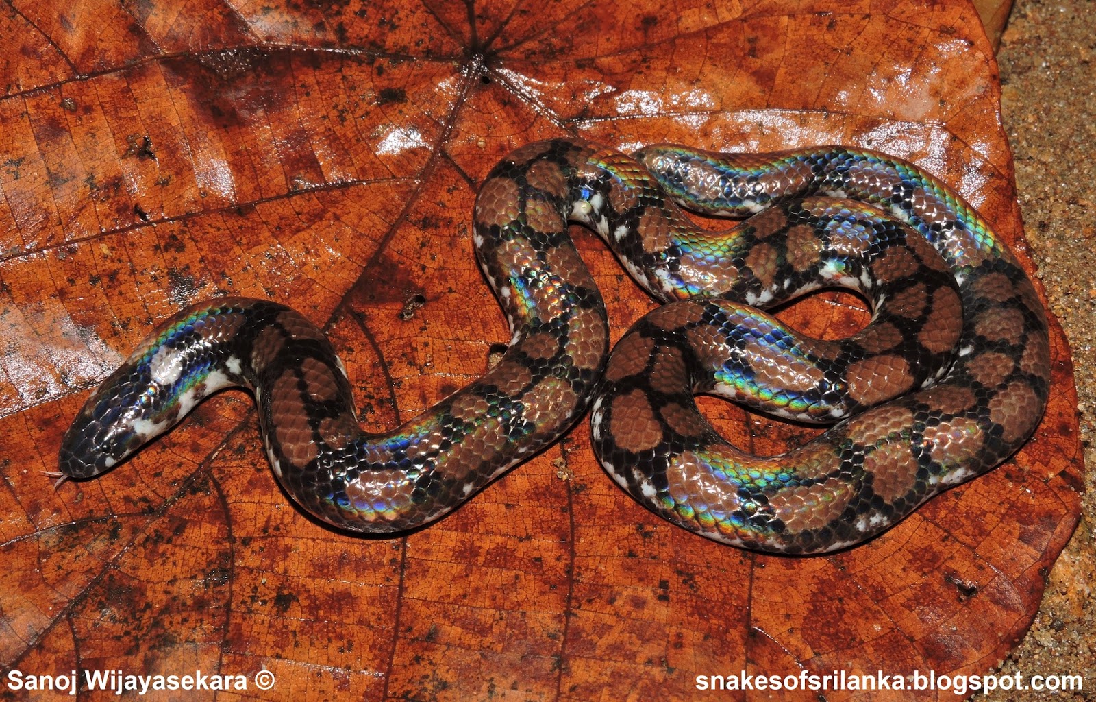Sri Lankan Pipe Snake/දෙපත් නයා (Cylindrophis maculatus-Linnaeus, 1758)