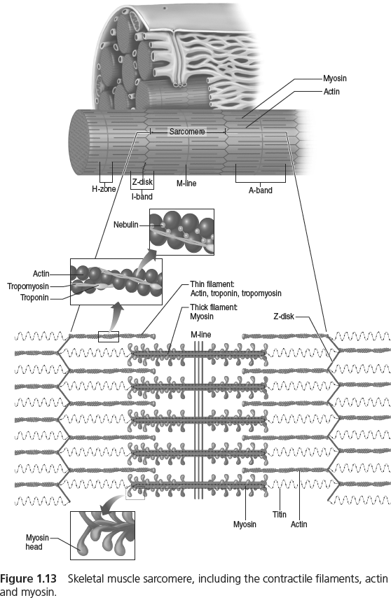Skeletal Muscle Contraction | Top Endurance