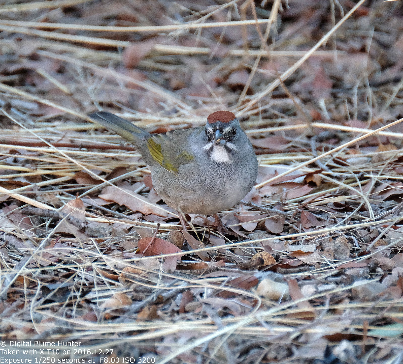 Hunting Digital Plumes in the US and Beyond: Spectacular Sparrows of ...