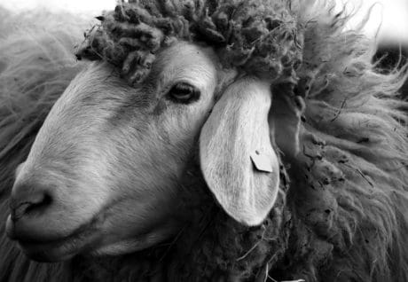 Daily Medieval: Merino Sheep