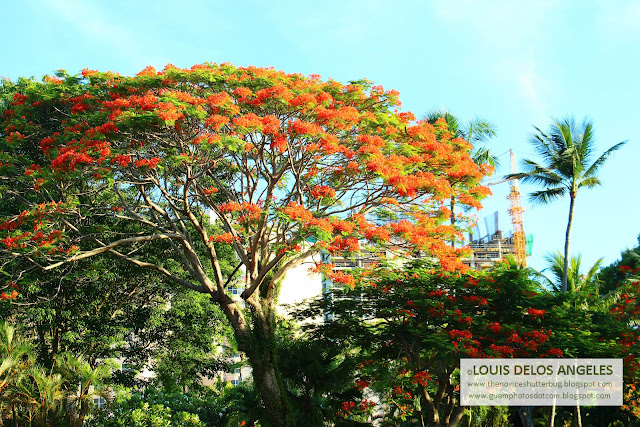 The Novice Shutterbug: Model: Fire tree and other trees