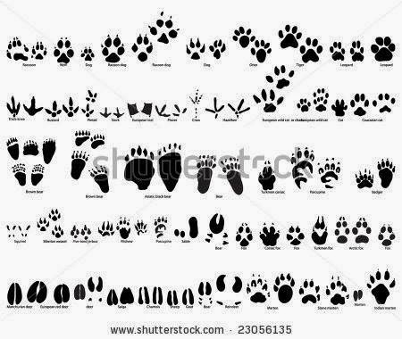 Takshshila Design & Architecture: CEED Entrance Exam - #PugMarks of Animals