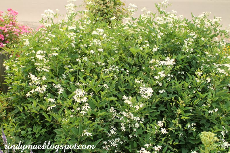 Rindy Mae: Yard Crasher #11: Open Garden Preview Tour