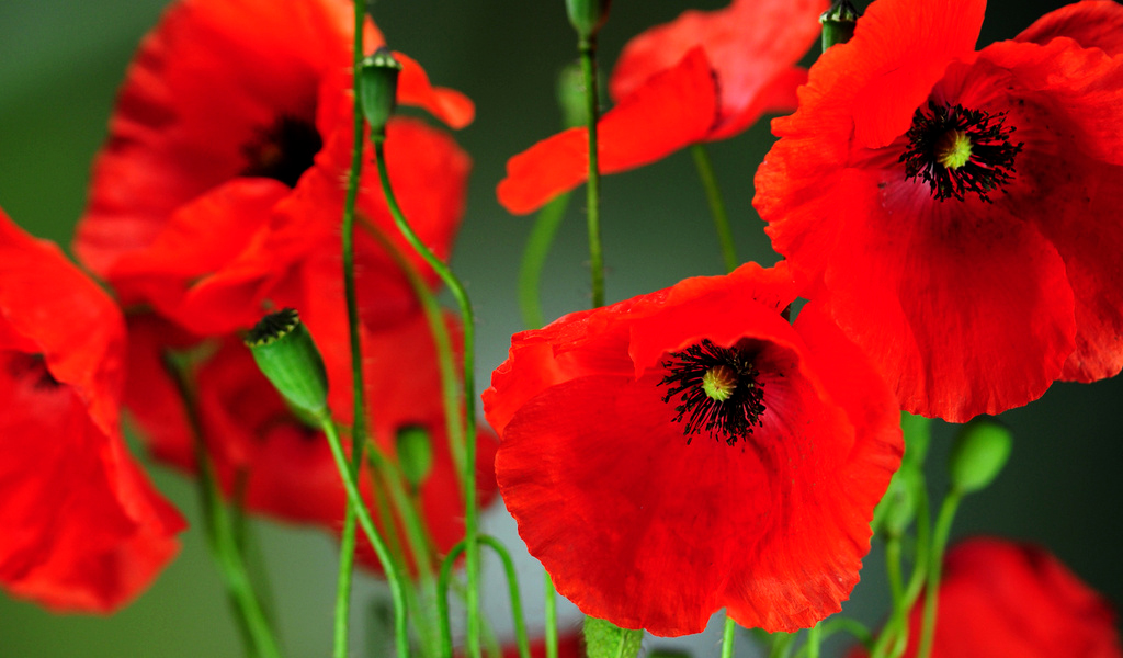 Red poppies (10 pictures)|Pictures of flowers
