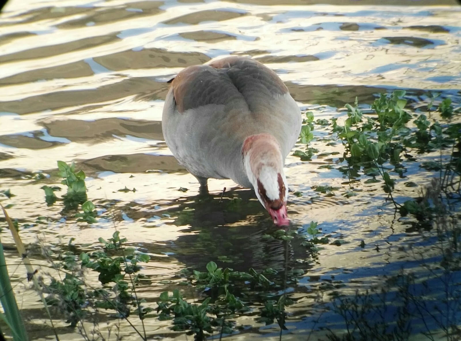 Sistema Naturae: Los Gansos del Nilo en Madrid, el inicio de una invasión.