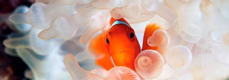 ANIMALS MARINS: VIDA AL FONS DEL MAR!