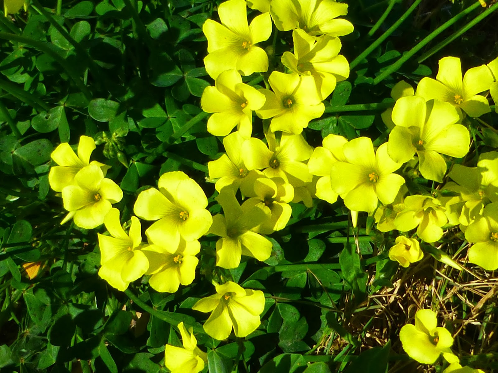 Por el alambre: Oxalis pes-caprae. Amores. Agrillos.