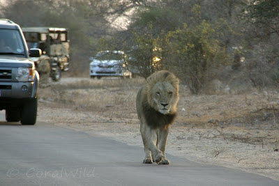 Coral Wild - A Safari Guides Diary: A Spring parade of animals....