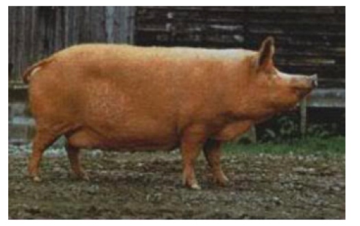 Fourteen Heritage Pig Breeds | Big Picture Agriculture