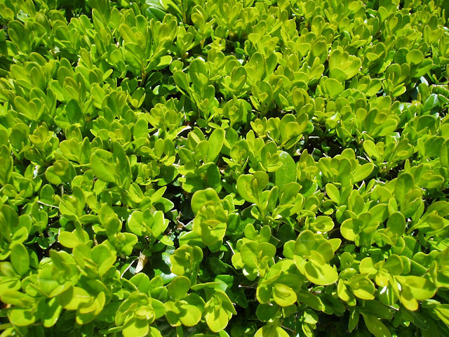 BOJ: Buxus sempervirens | Plantas rioMoros