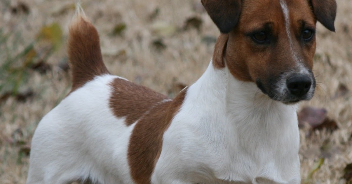 technobg: Качествен медальон за Джак Ръсел