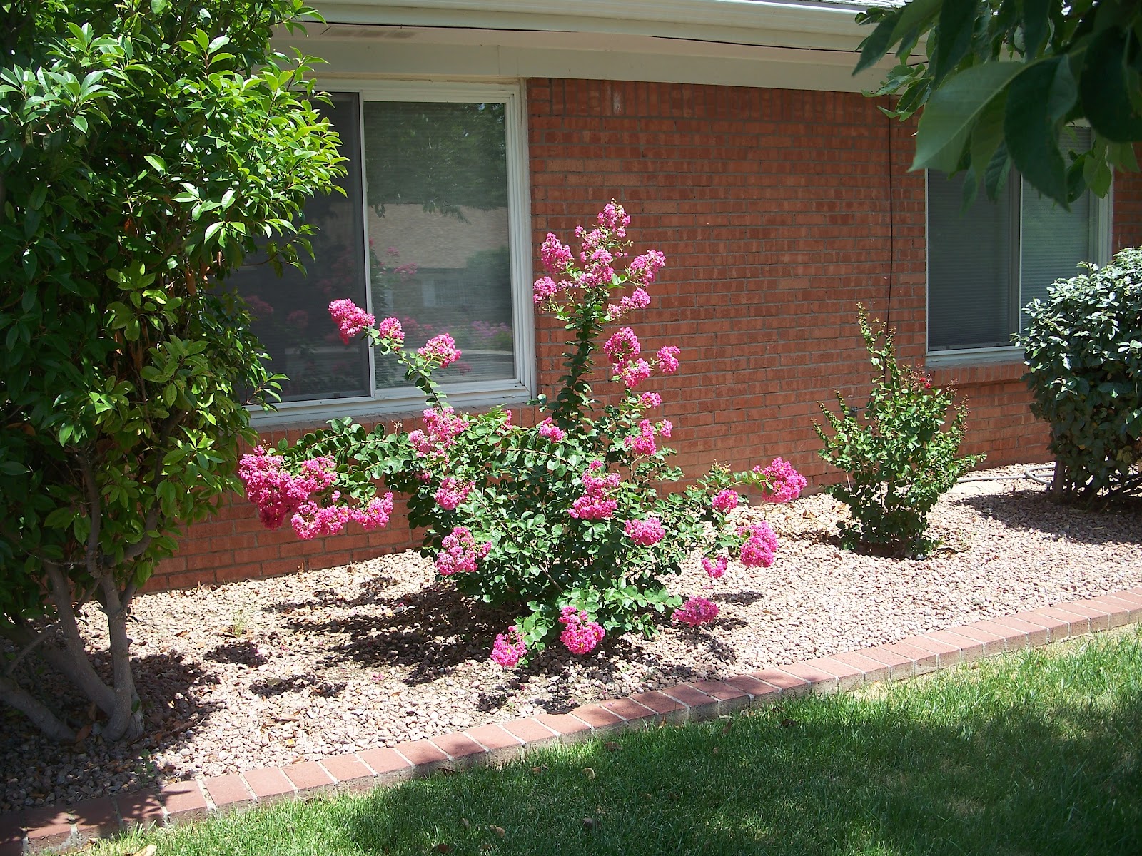 Crepe Myrtle