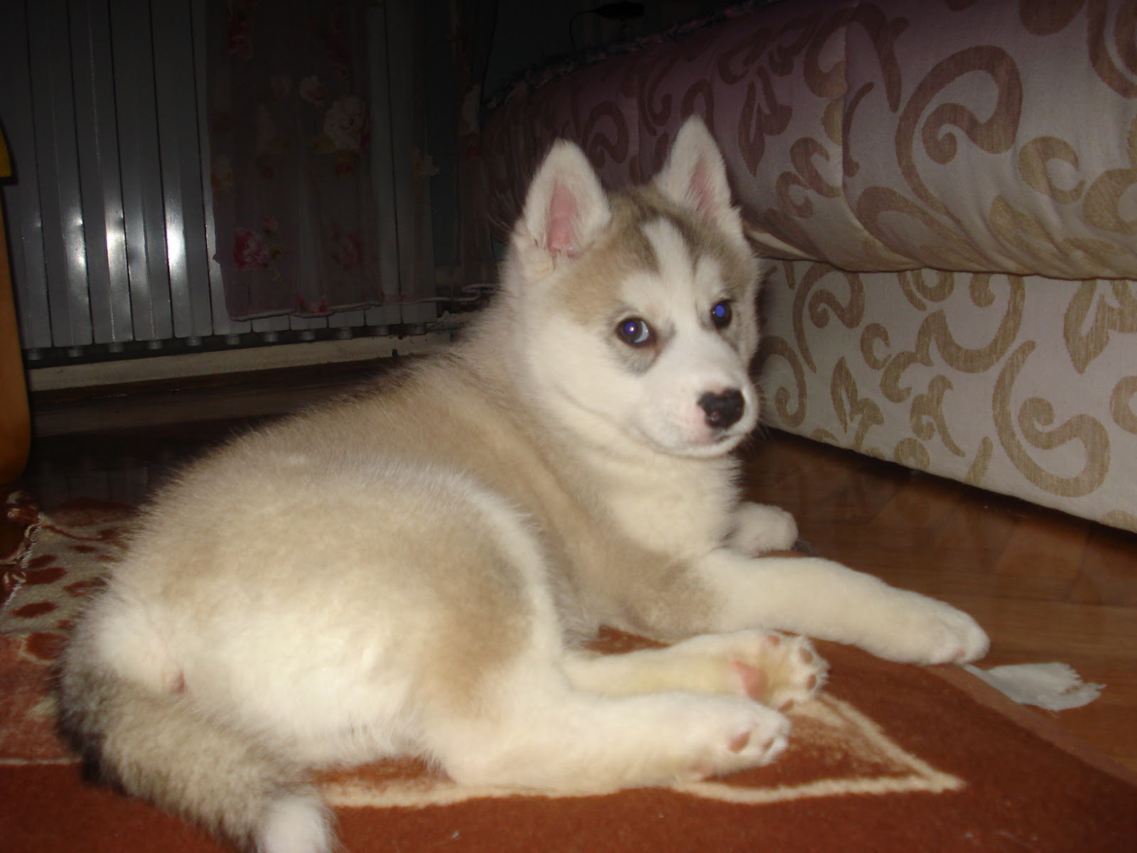 Sibirski haski: GALERIJA