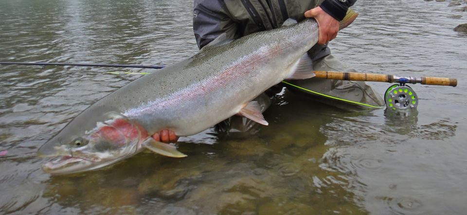 Ohio Fishing Source: Huge BC Steelhead
