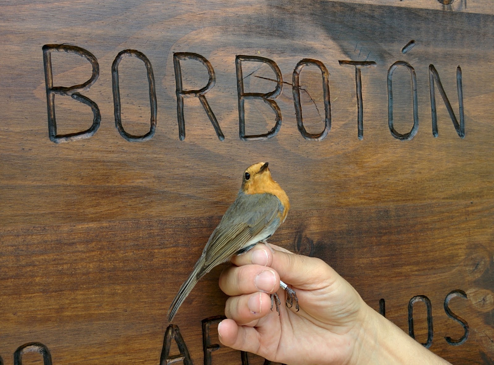 Asociación Aegithalos: 4º Jornada PASER en El Borbotón