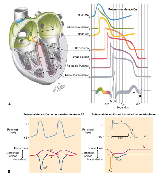 Estudiante Médica: Actividad eléctrica del corazón
