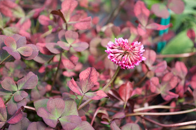Dingue de plantes: Vive les trêfles