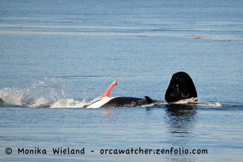 Orca Watcher: May 23 - June 5: Whale Sightings Update!