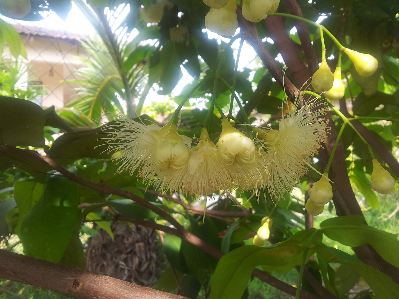 JOM BERKEBUN: Jambu Madu