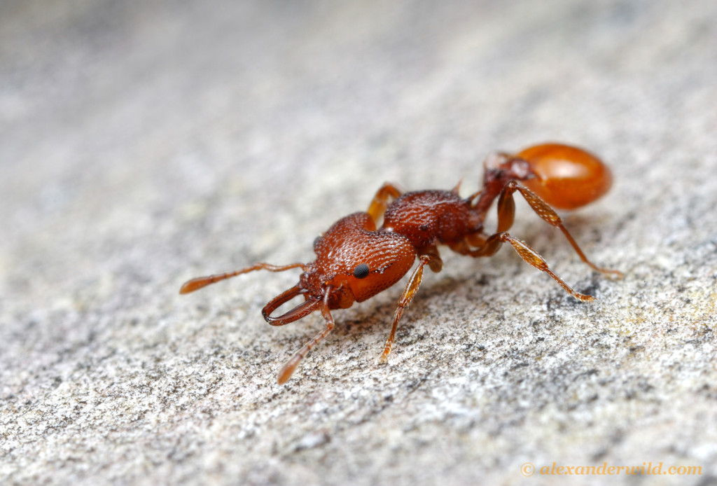 Catalogue of Organisms: Trap-jaw Ants of Australia (and a couple from ...