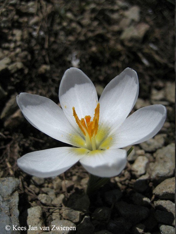 The Country Of Crocuses: Crocus aerius