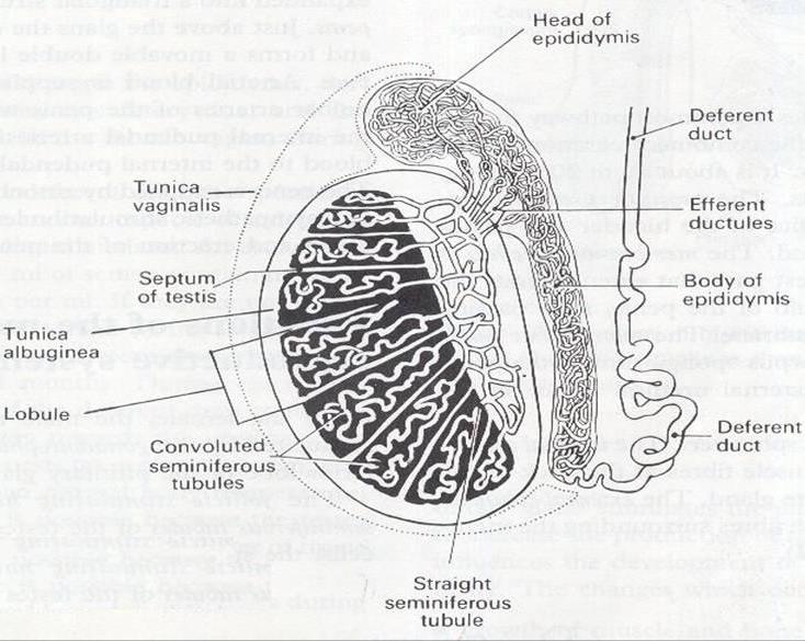 Sistem Reproduksi Pria dan Wanita ~ Citizen Midwives