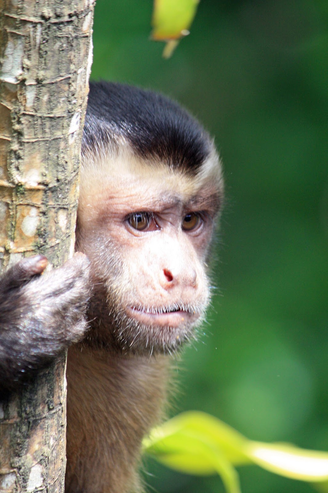 Emily Grace: Iles du Salut, French Guiana