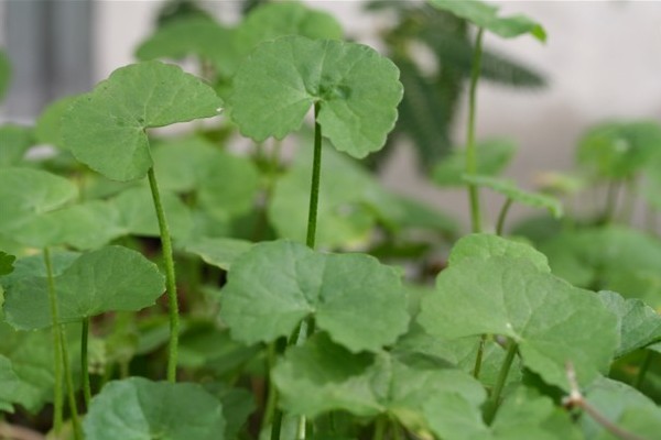 19 Manfaat Pegagan Bagi Kesehatan Dan Cara Membuat Ramuannya - Obat Alami