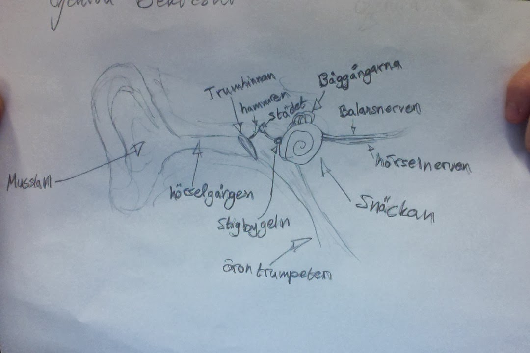 Gjenita Bekteshi: Örats Anatomi