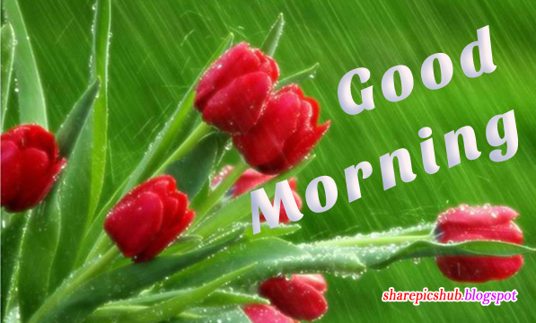 Red Tulips Good Morning Greeting Card For Facebook Sharing Share Pics Hub