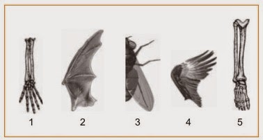 TRY OUT 09 BIOLOGI UN 2015 - Biology Page